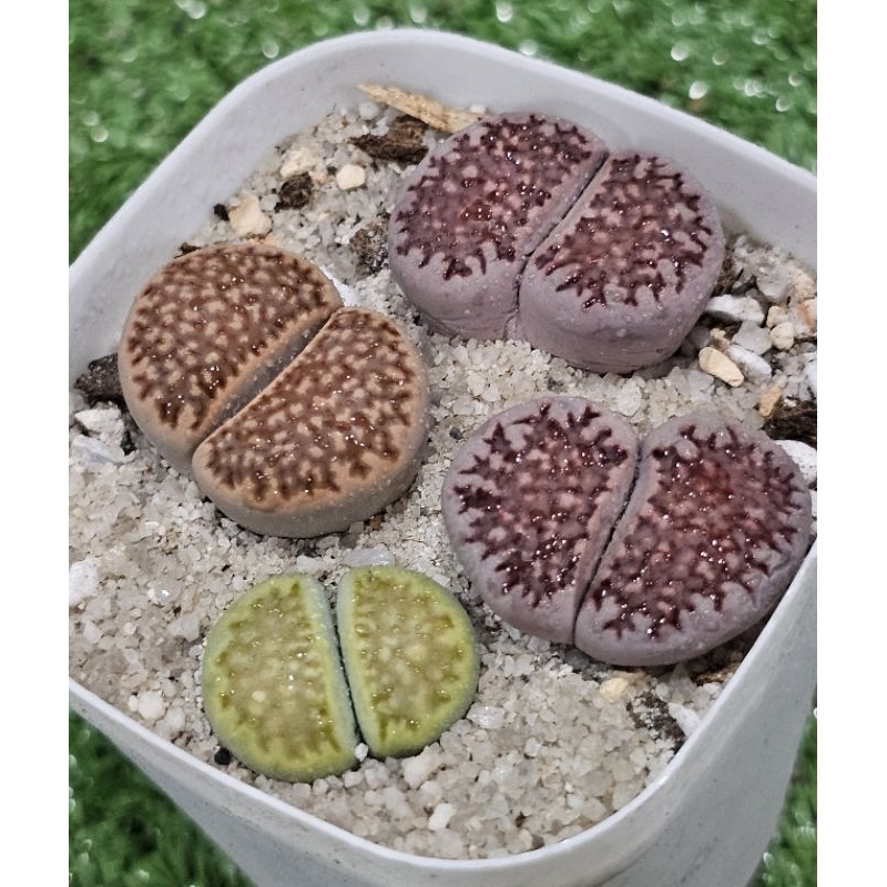 Lithops big size purple Hallii/Big lithops 超超大颗屁屁 紫巴黎玉 Ready stock ...