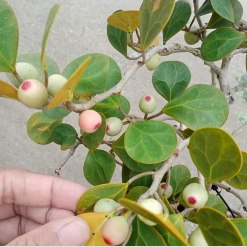 pokok mas cotek ( pokok herba ) | Shopee Malaysia