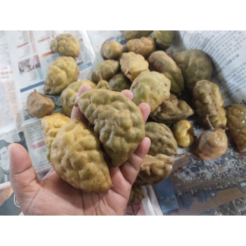 BUAH KATAK PURU / BUAH NANAM | Shopee Malaysia