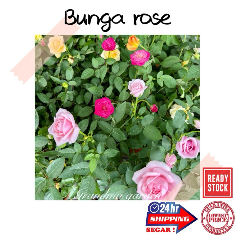 (GG real plant) bunga rose ^ rose flower harum wangi frangrance ...
