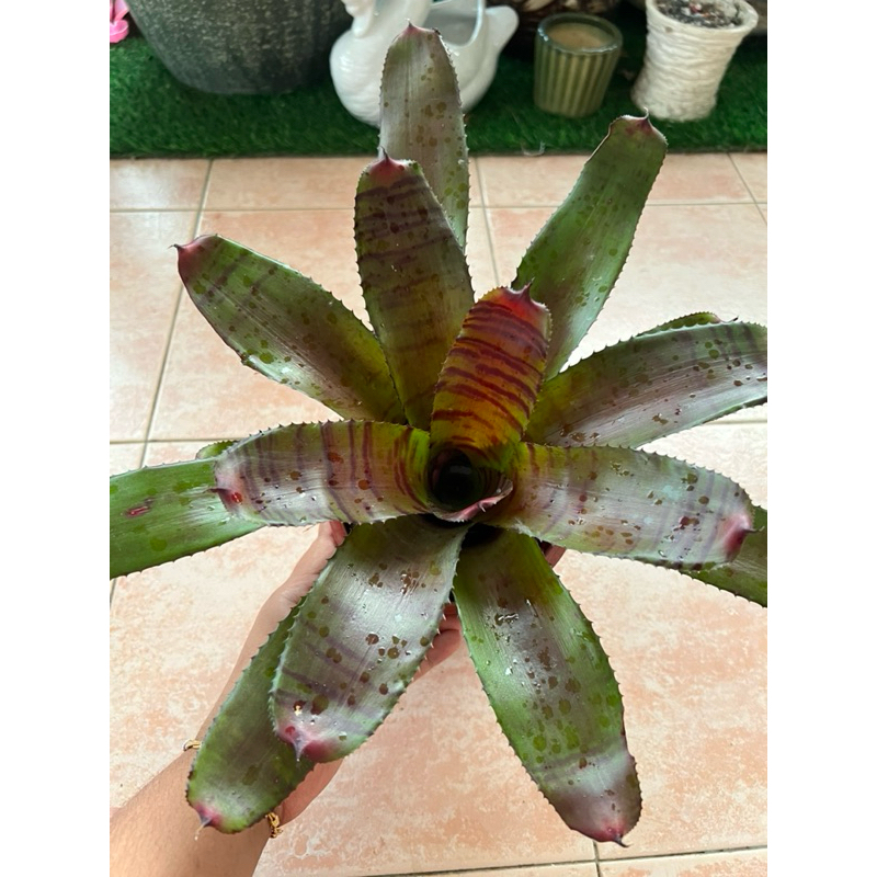 Pokok Bromeliads Tiger Merah | Shopee Malaysia