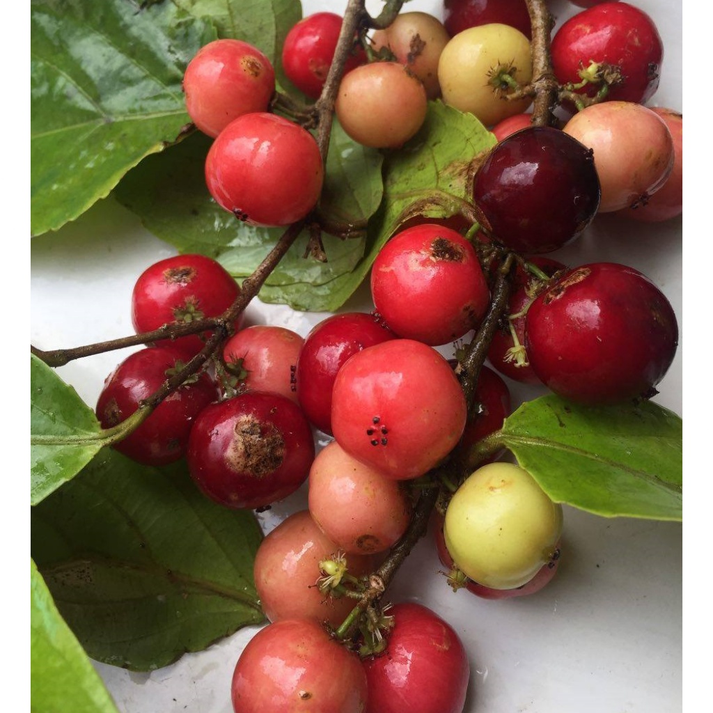 Anak Pokok Buah Rokam/Rukam Nadir | Shopee Malaysia