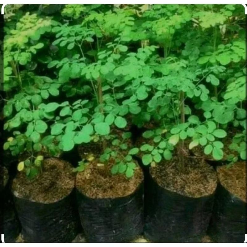 Pokok Moringga/Munggai | Shopee Malaysia