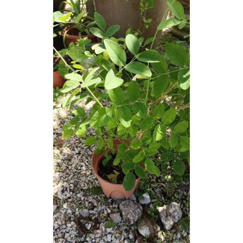 pokok telang putih rimbun dalam polibeg | Shopee Malaysia