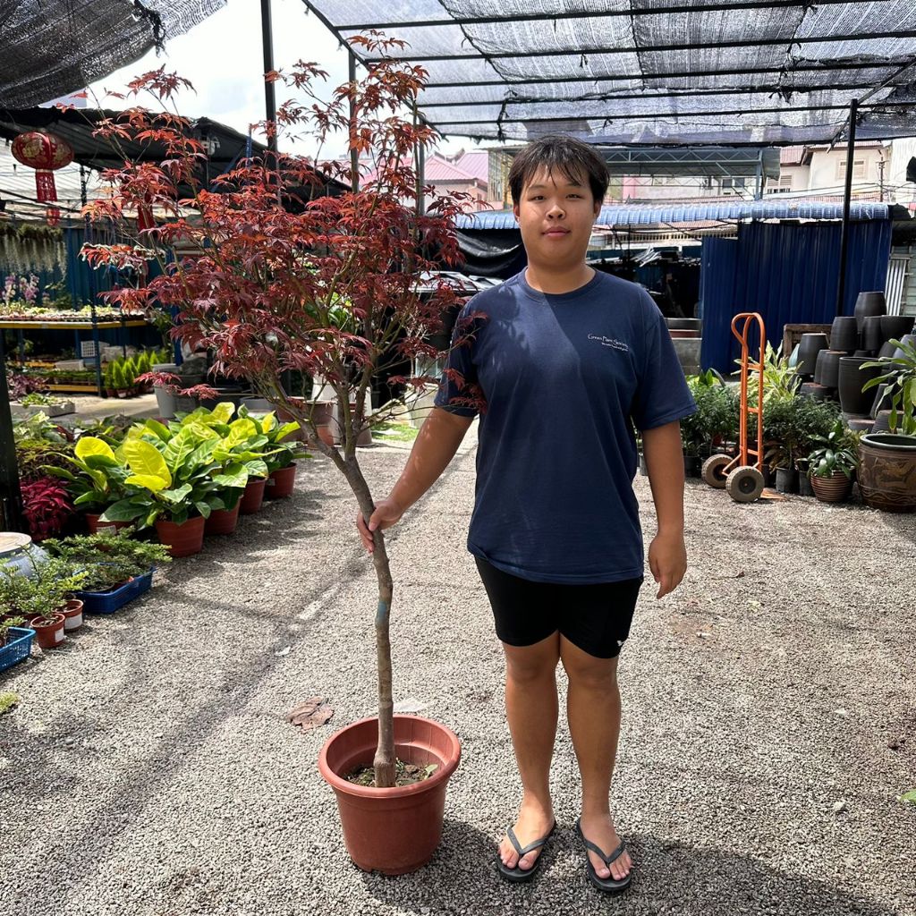 GPS Green Plant Society Live tree Maple tree 枫叶树6ft | Shopee Malaysia
