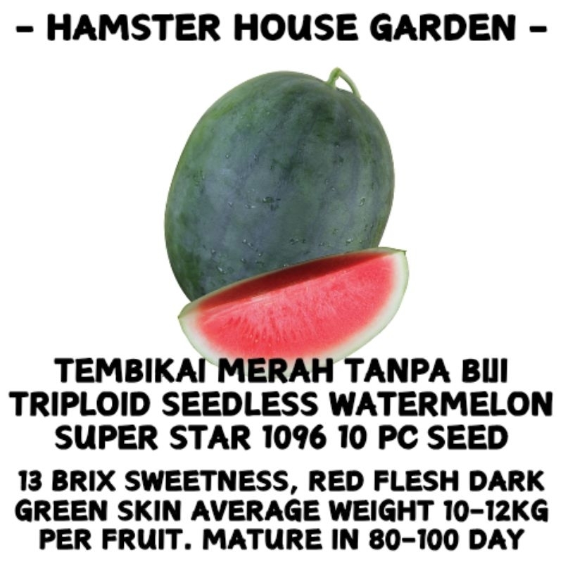 HSK [10pc] TEMBIKAI MERAH TANPA BIJI | TRIPLOID SEEDLESS WATERMELON SEED | SUPER STAR 1096 ...