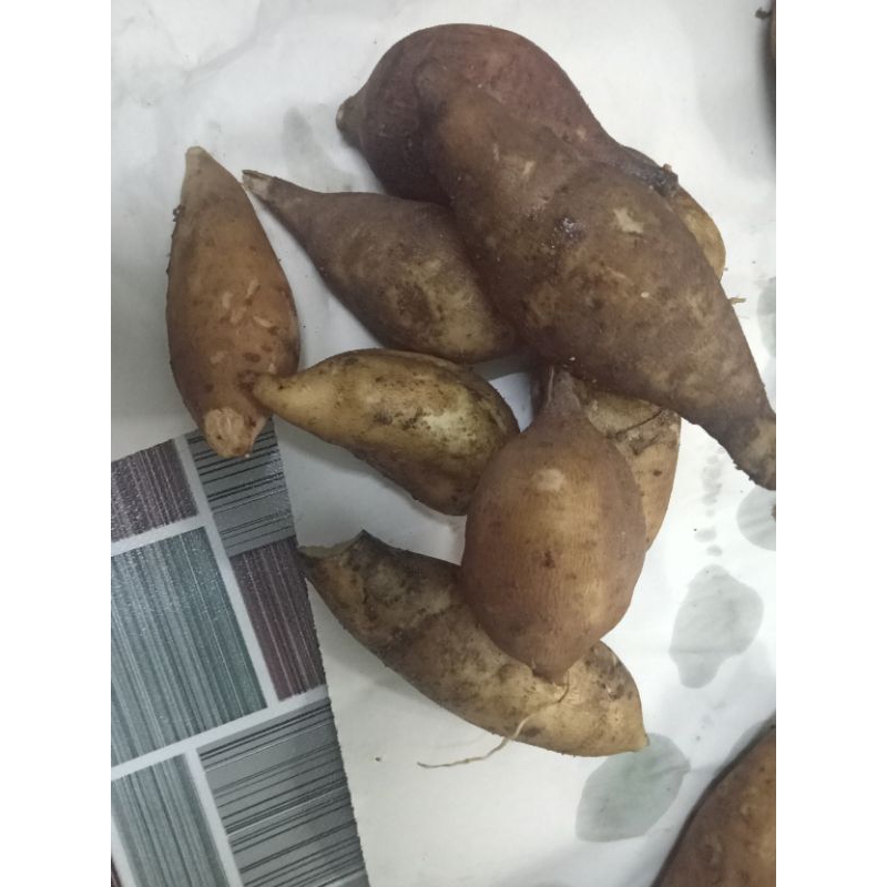 ubi yakon fresh Cameron bersaiz kecil(1kg) | Shopee Malaysia