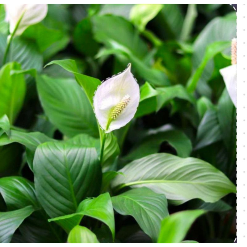 pokok peace lily/readystok | Shopee Malaysia