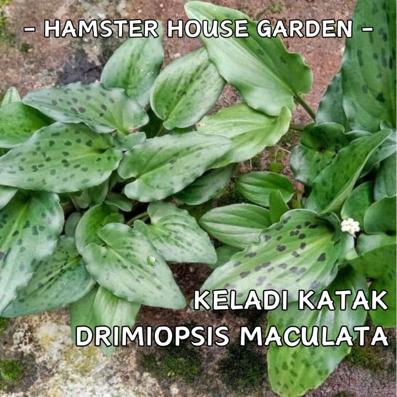 HSK [1 pc] UMBI POKOK KELADI KATAK | DRIMIOPSIS MACULATA LEOPARD PLANT ...