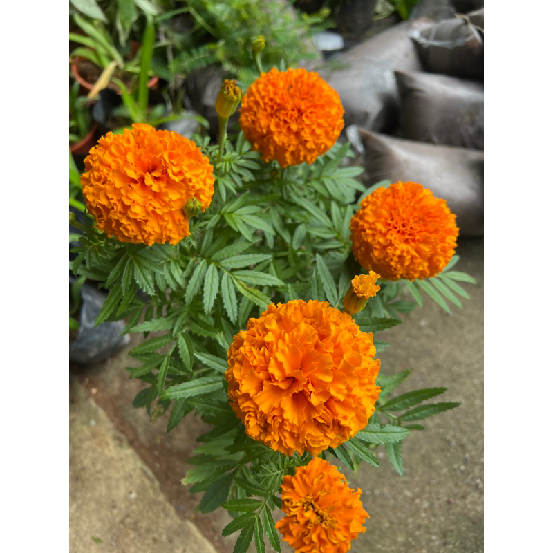 Marigold Oren @ Bunga Taik Ayam | Shopee Malaysia