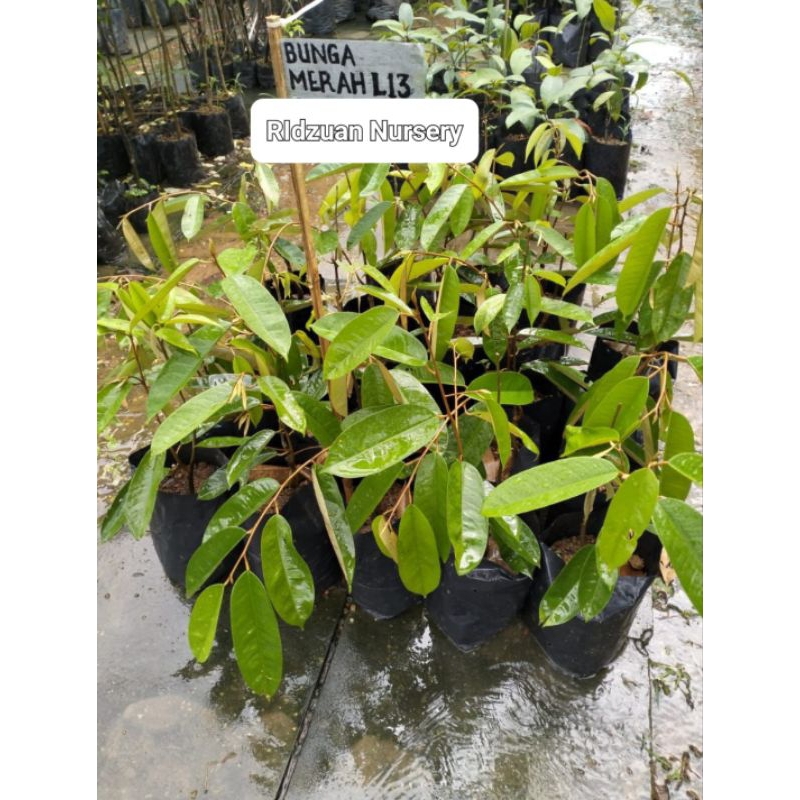 Anak Pokok Durian L13,Bunga Merah Rare | Shopee Malaysia