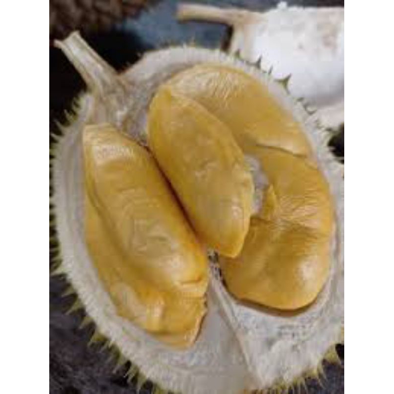 Pokok Durian L13 Bunga Merah(Anak Pokok Kawin) | Shopee Malaysia