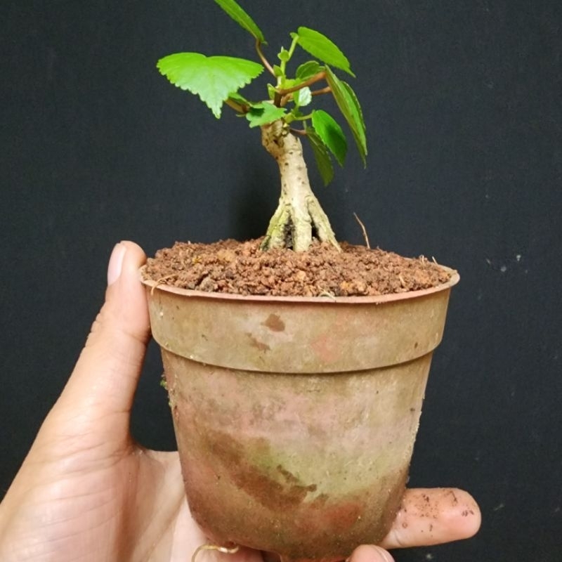 bonsai material bebaru hibiscus program akar | Shopee Malaysia