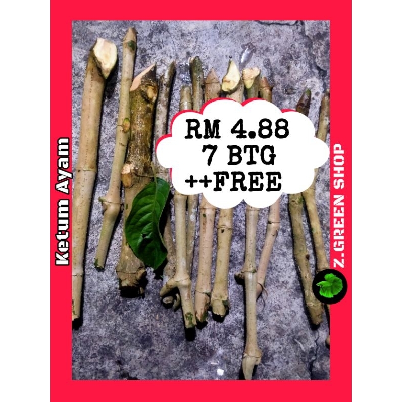 Keratan Batang Pokok Madre De Aqua | Shopee Malaysia