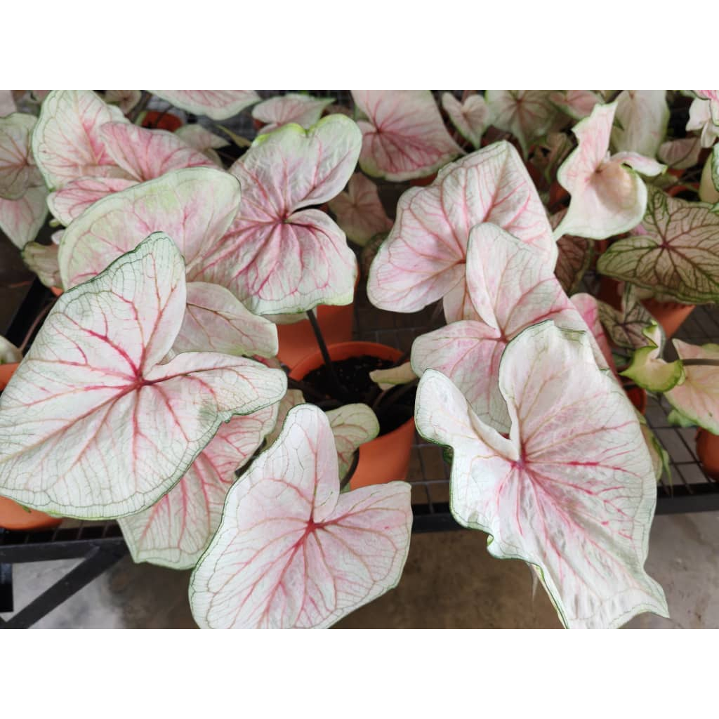 Plants Flower Plants Caladiums | Shopee Malaysia