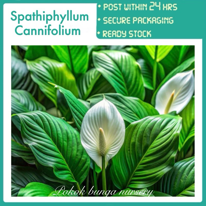 PBN - spathiphyllum cannifolium - indoor outdoor peace lily keladi ...