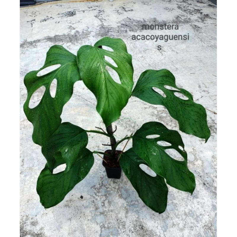 Monstera Acacoyaguensis / Radicans / Subpinnata / Adansonii Indo / Los ...
