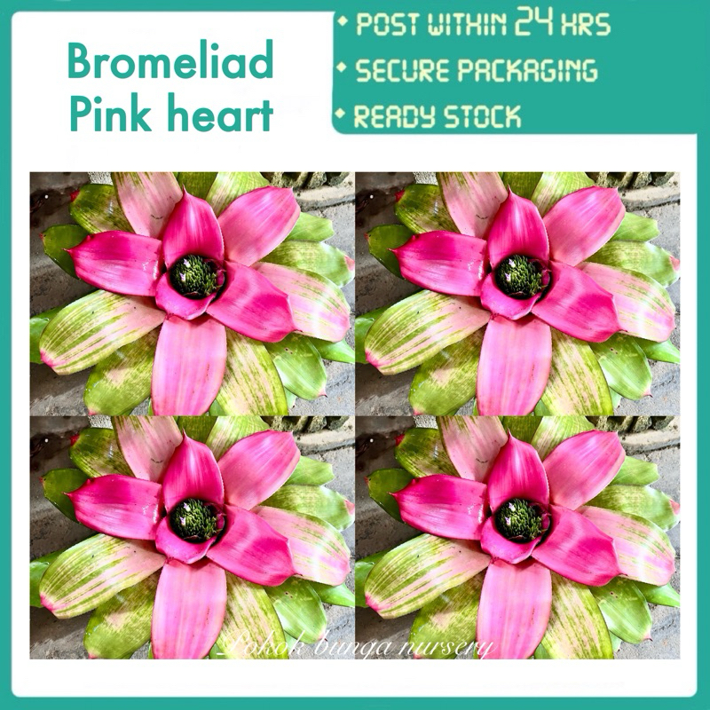 PBN - bromeliad pink heart - pokok hiasan bunga nanas indoor outdoor ...