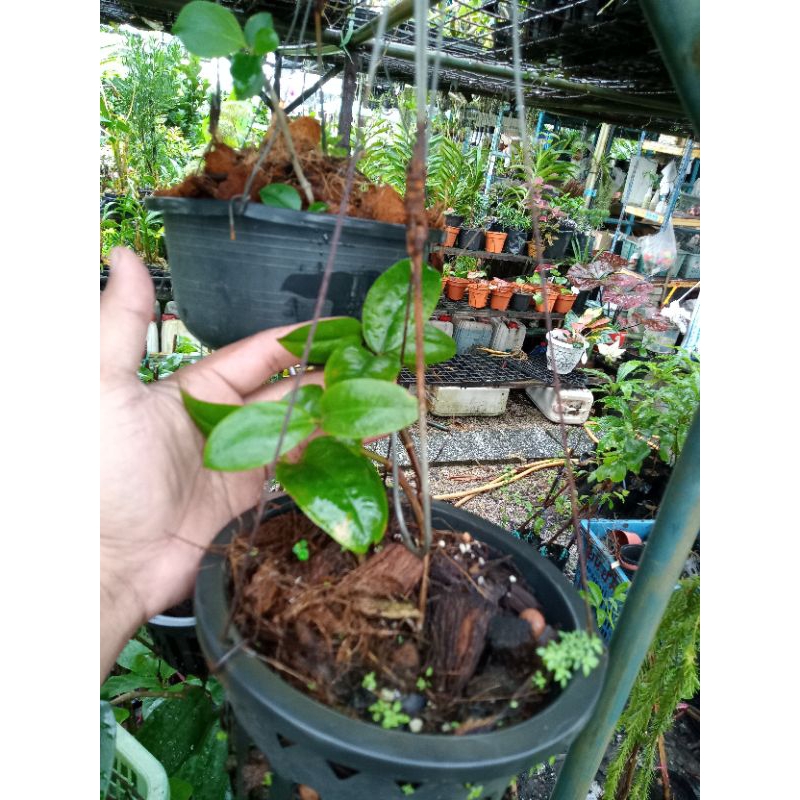 pokok raja satong. pokok herba. pokok barah | Shopee Malaysia