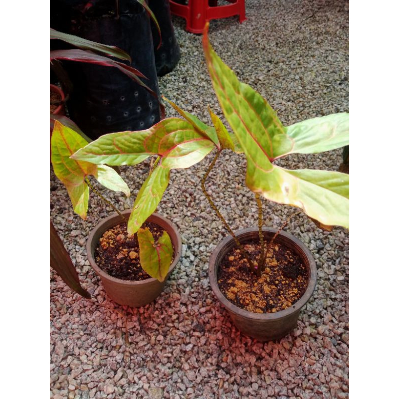 Pokok Keladi Ular / Pokok Keladi Ular | Shopee Malaysia