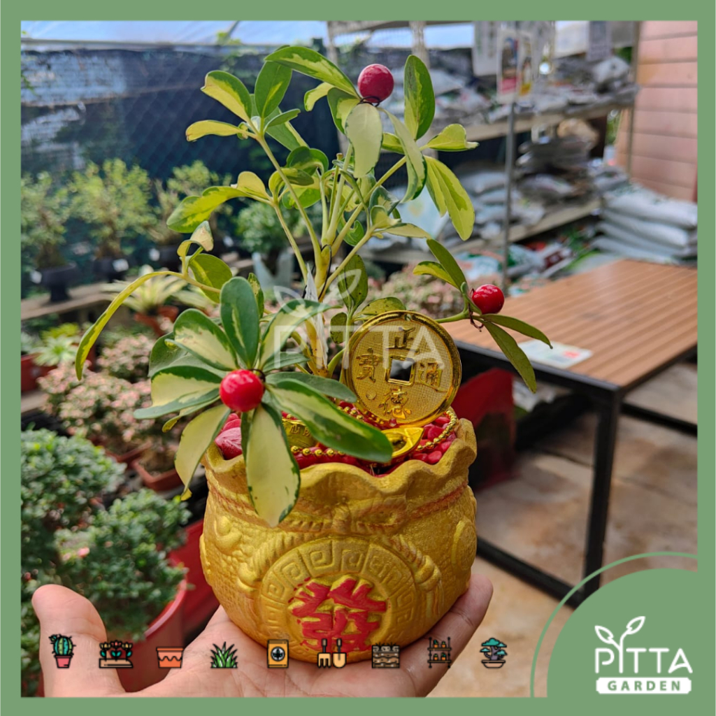 Schefflera Var with CNY Pot 七叶莲新年盆组合 (PTG00075) | Shopee Malaysia