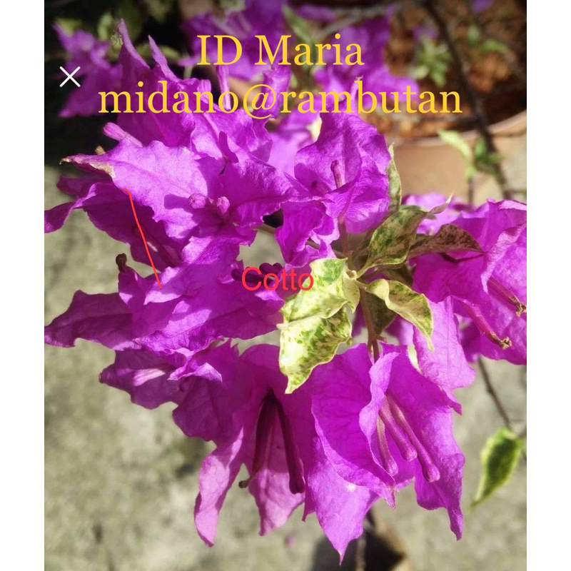 Bunga kertas Id maria midano.Rambutan bougainvillea | Shopee Malaysia