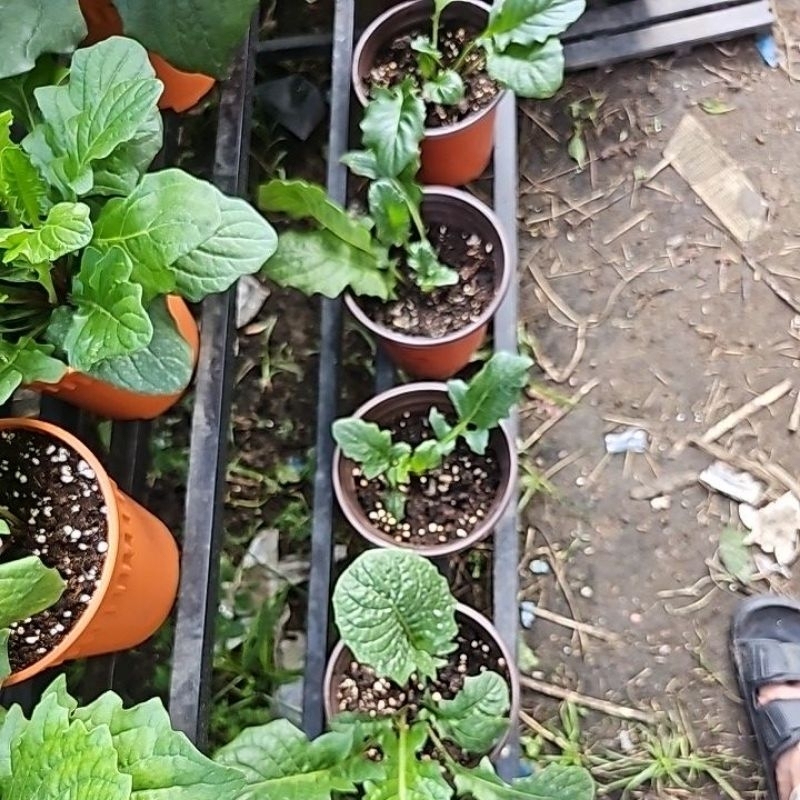 ANAK POKOK DAISY MURAH | Shopee Malaysia