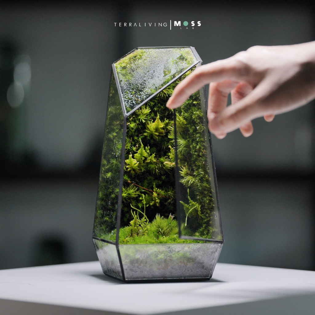 [Live Moss Terrarium] The Vertex S - Living Moss Wall (CryoMoss Edition ...