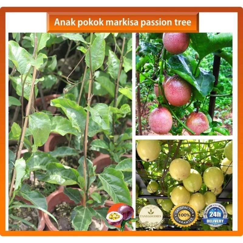 Anak Pokok Buah Markisa Passion Fruit Tree Mix Live Plant 百香果树苗 ...