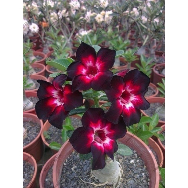 Cutting Adenium DARK PURPLE ( keratan sahaja ) untuk ditanam semula ...