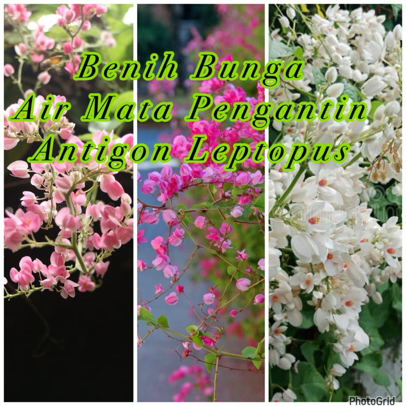 Biji Benih Bunga Air Mata PENGANTIN / Antigon leptopus ( 5 pcs ...