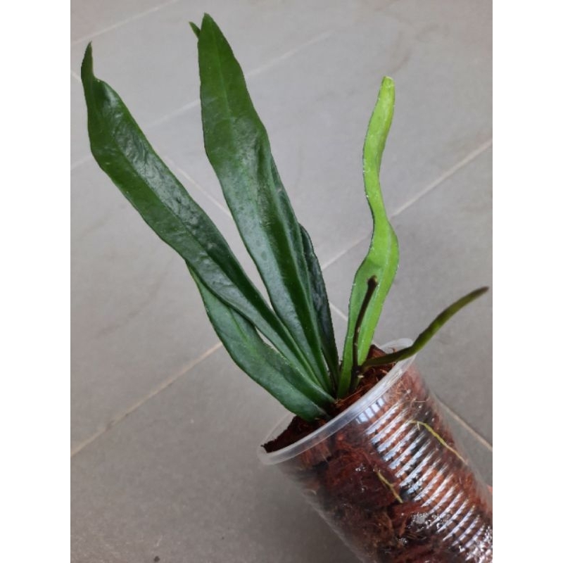 Hoya Sulawesiana plant | Shopee Malaysia