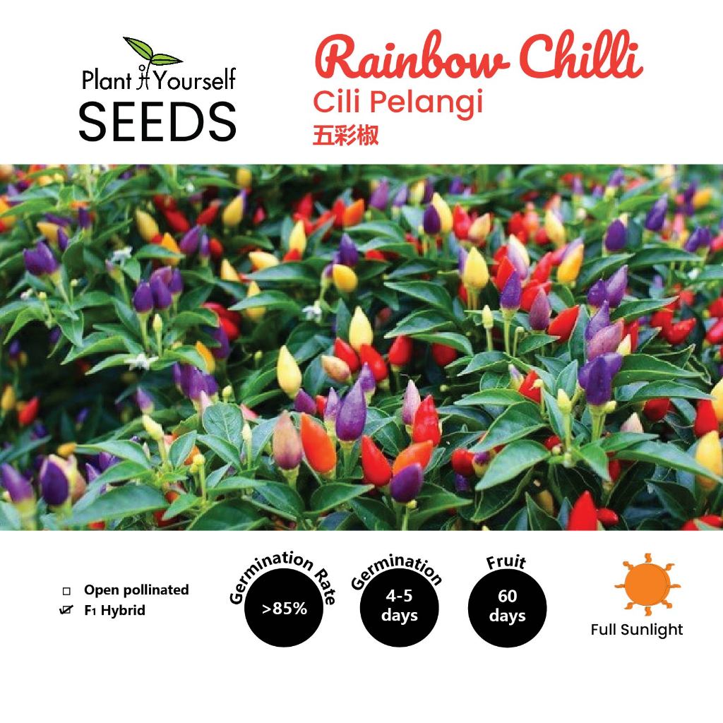 SEEDS Rainbow Chilli 彩虹辣椒 (10 seeds | 0.25g | 0.8g) | Shopee Malaysia