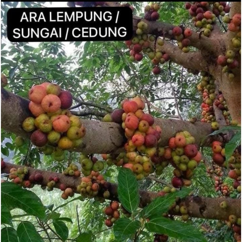 Keratan Batang/Cutting Pokok Ara Sungai/Loa/Ficus/Moraceae/Racemosa ...