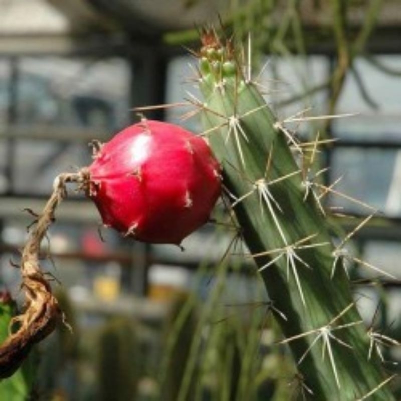 Cactus ( Harrisia Balansae 三角袖浦) | Shopee Malaysia