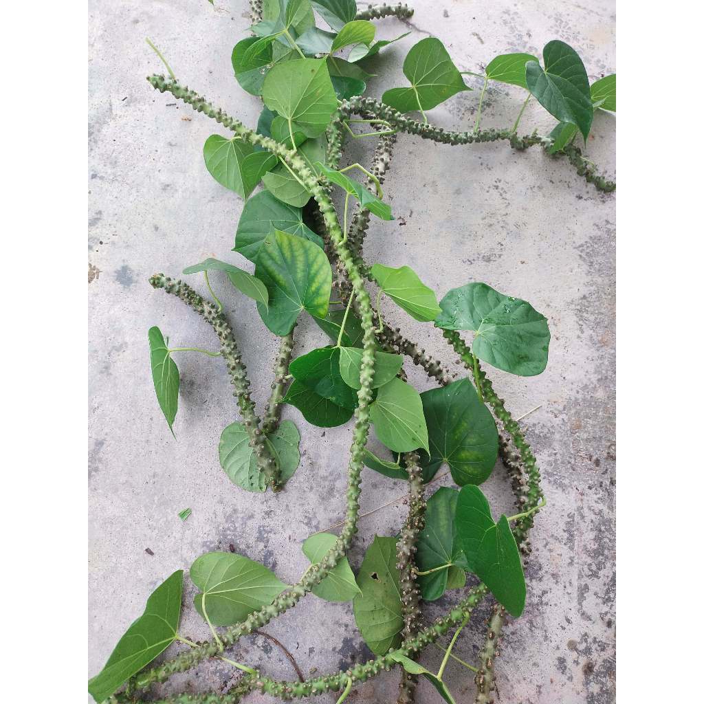 { Ready stock } Akar Seruntun | Akar Bakawali ( 6 inci ) / ubat putus ...