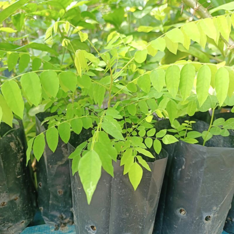 Anak pokok belimbing buluh @ belimbing asam @ belimbing sayur | Shopee ...