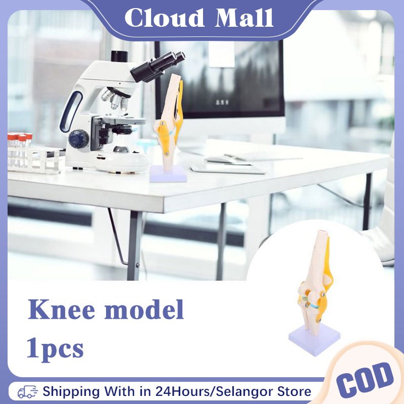 knee model Knee Joint Simulation Model Human Anatomical Knee Joint ...