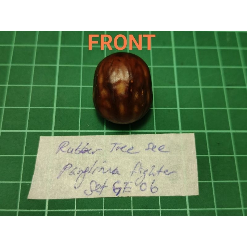 Buah biji pokok getah Rubber Tree seed Panglima fighter biji benih ...