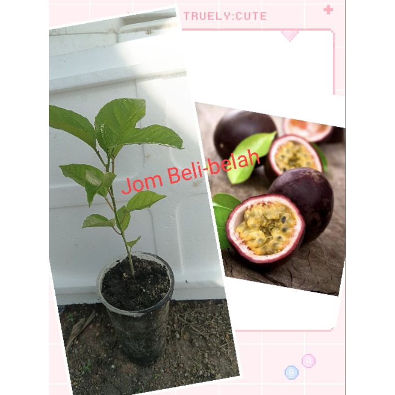 Promosi !!! Anak Pokok Buah Markisa Merah / Red Passion Fruit / 红百香果苗 ...