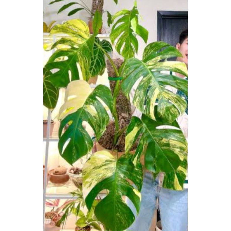 *EXOTIC RARE* MONSTERA AUREA | Shopee Malaysia