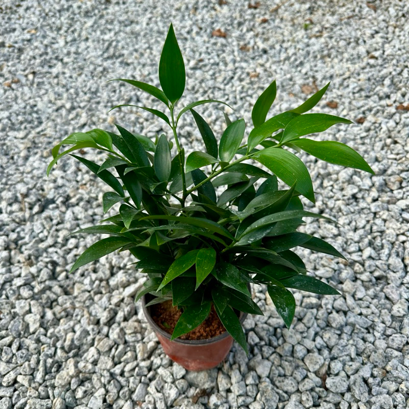 🔥INDOOR🔥 ASIAN BAYBERRY / Podocarpus Nagi Tree / Bamboo Cypress ...