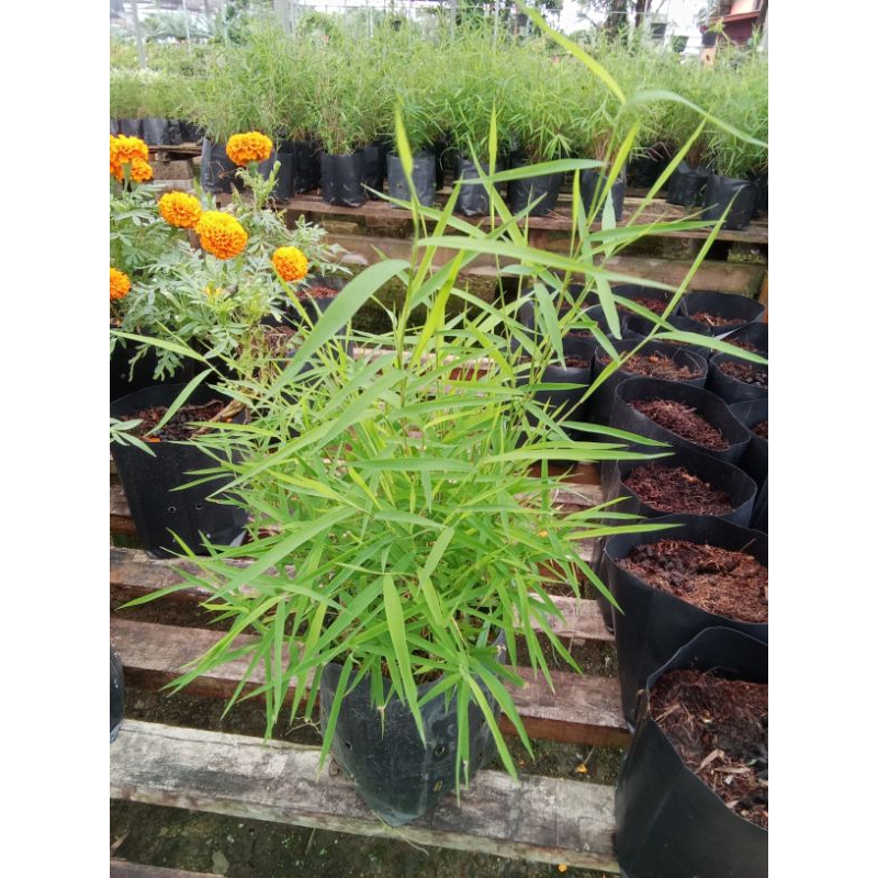 Pokok Buluh Perindu (Hiasan & perubatan) | Shopee Malaysia