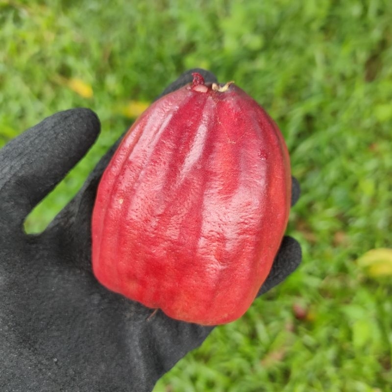Anak Pokok Jambu Bol / Jambu Bola / Jambu Keling / Jambu Payung / Malay ...