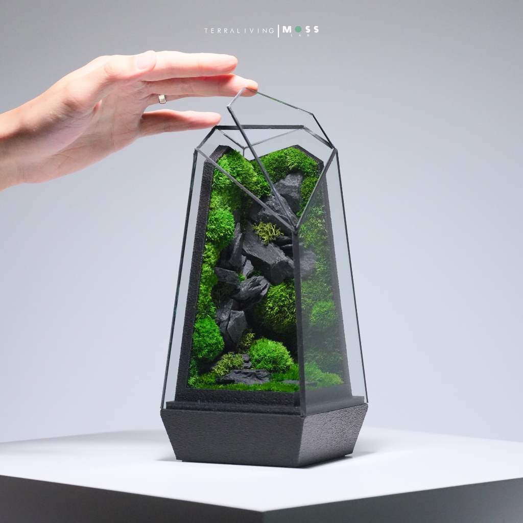 [Preserved Moss Terrarium] The Vertex II - Tranquility, Leucobryum sp ...