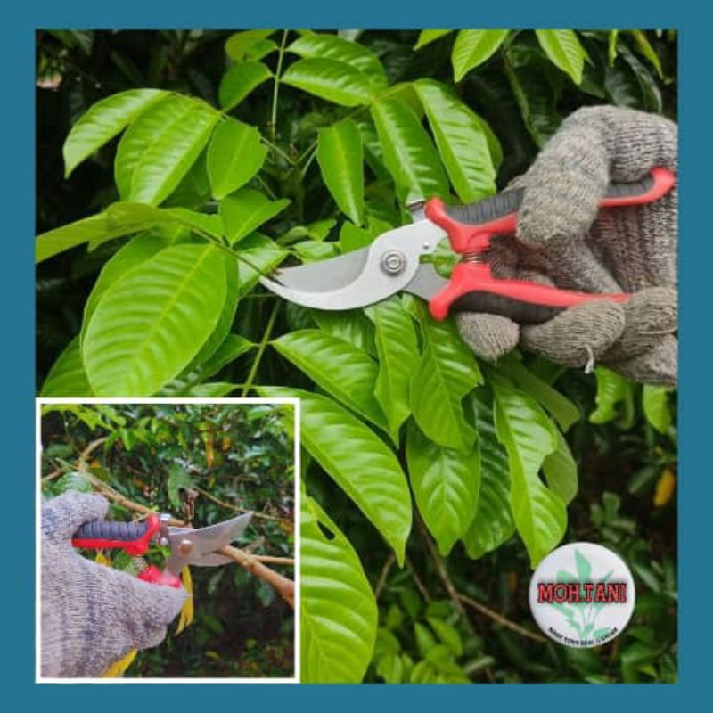 Scissors Pruning Shears Gardenibg Tools / Gunting Dahan Ranting Pokok ...