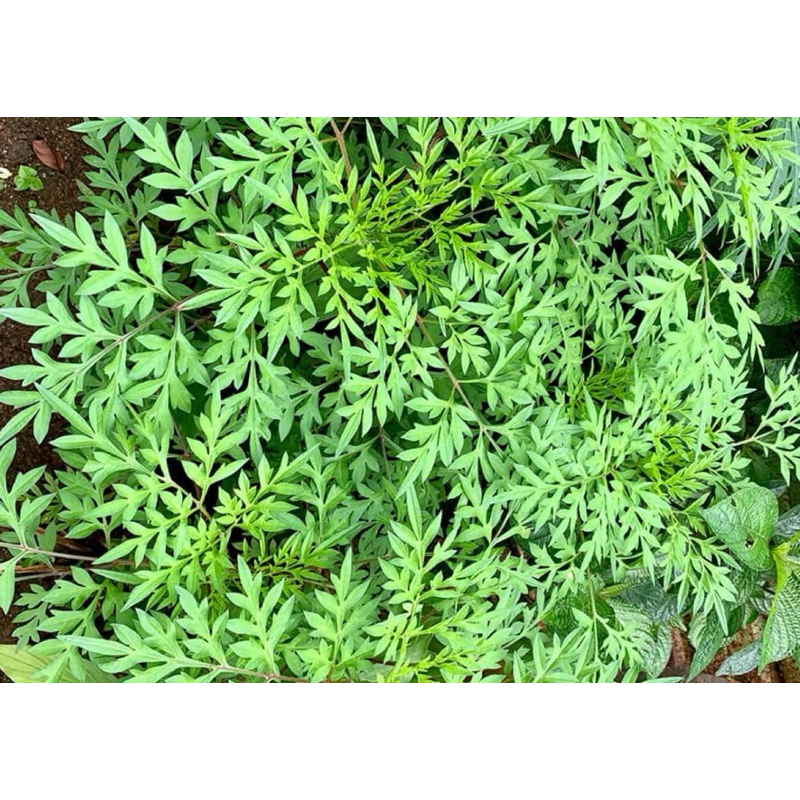 POKOK PUCUK ULAM RAJA 1 pohon dalam POLIBEG / BIJI BENIH ULAM RAJA ...