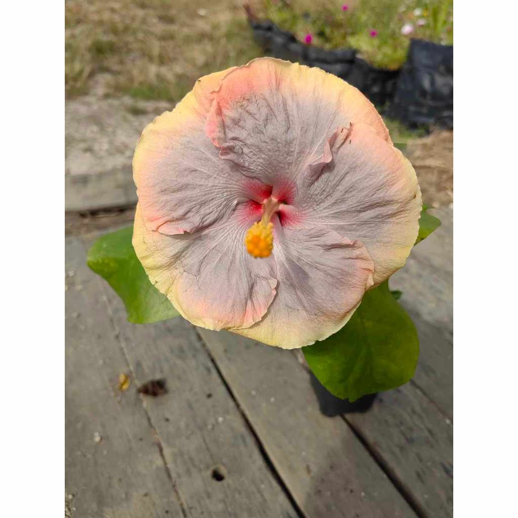 Hibiscus Bunga Raya/Hibiscus(Pokok Bunga Hidup/Pokok Hiasan Luar Rumah ...