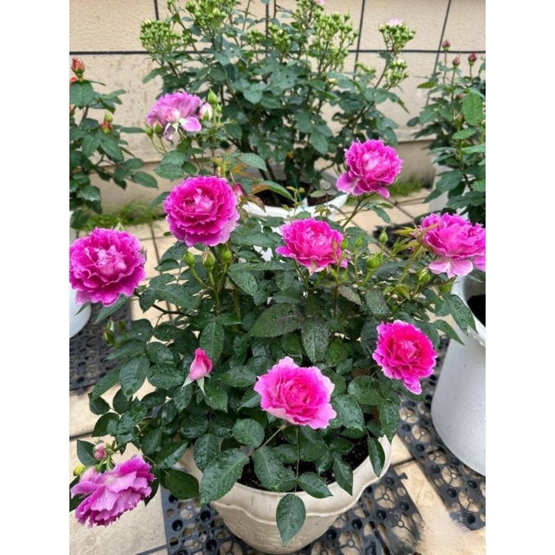 L Size Outdoor Live Plant Rose Flower 天方夜谭玫瑰 40 - 50cm Tempat Panas ...