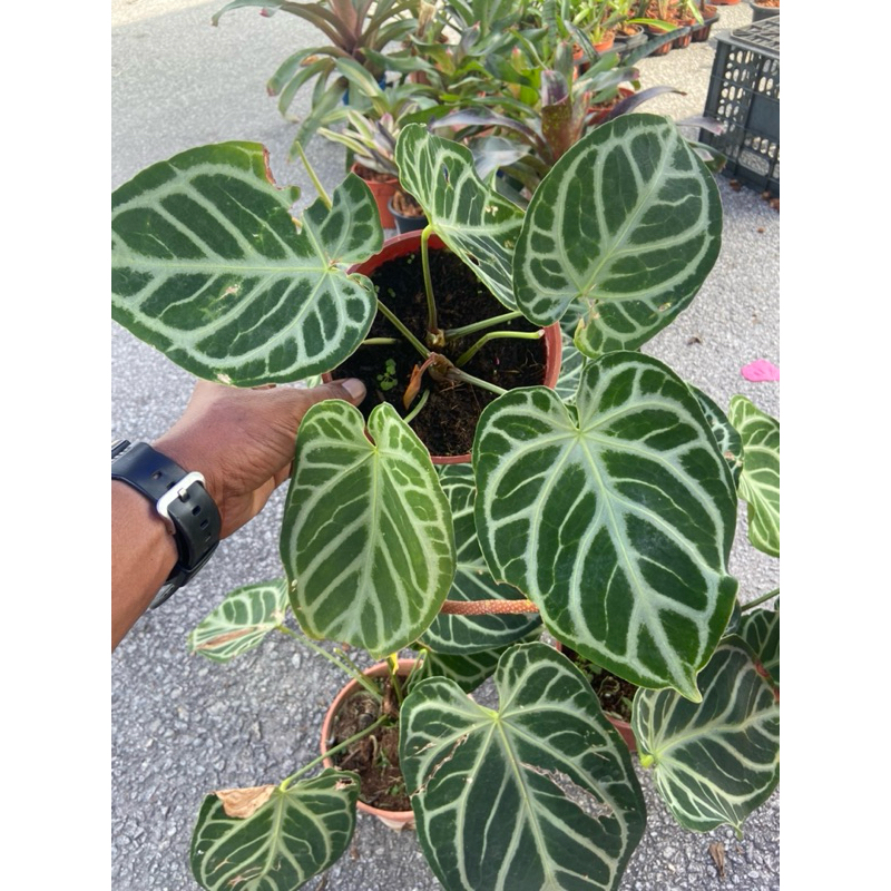 Anthurium crystal hope indoor plants/ saiz induk | Shopee Malaysia